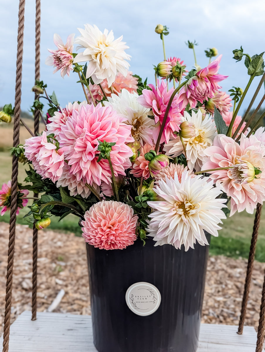 DIY Flower Bucket Dahlias Only – Breilee